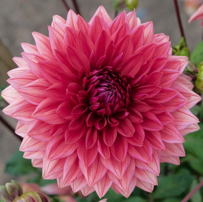 Quelles sont les 10 plus belles fleurs du monde